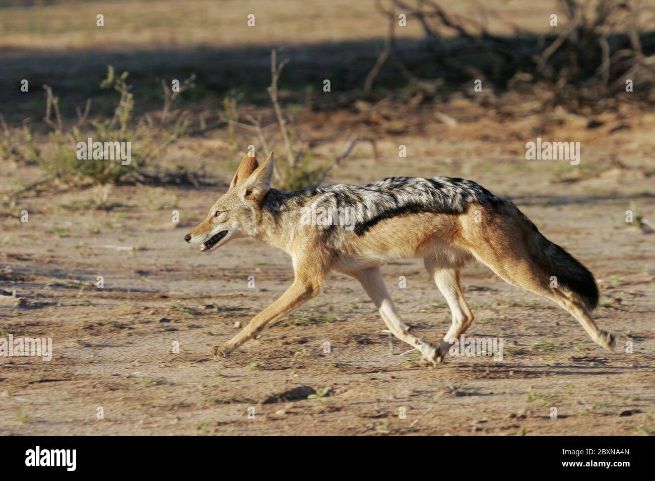 Canis mesomelas, black-backed jackal, Africa Stock Photo - Alamy
