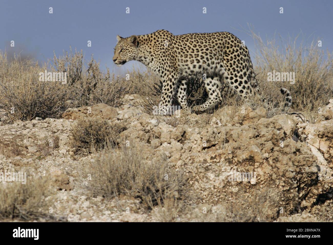 Leopard, Panthera pardus, East Africa Stock Photo - Alamy
