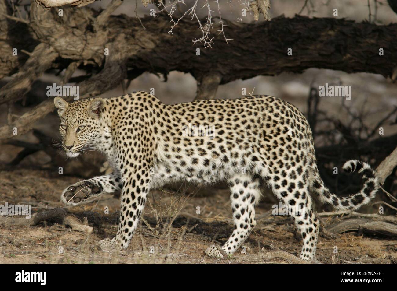Leopard, Panthera pardus, East Africa Stock Photo - Alamy