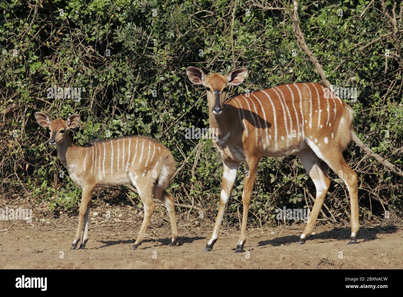 Female Nyala, Tragelaphus angasii, Mkuzi NP, south africa Stock Photo ...