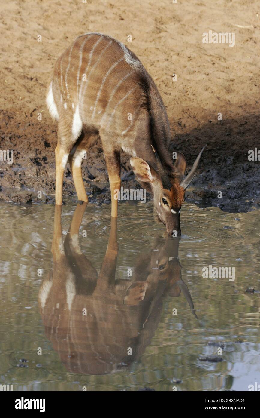 Female Nyala, Tragelaphus angasii, Mkuzi NP, south africa Stock Photo ...