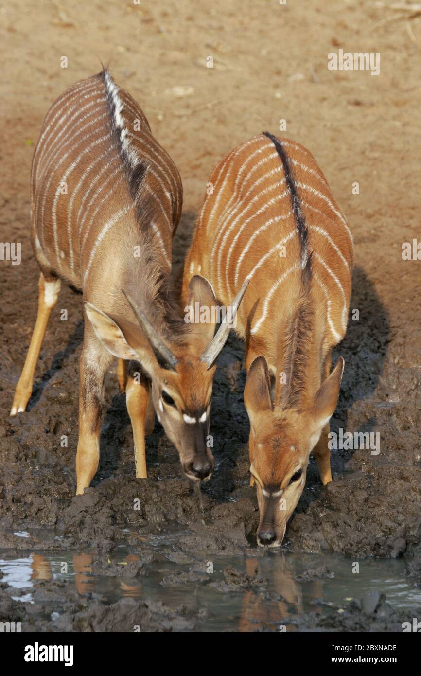 Female Nyala, Tragelaphus angasii, Mkuzi NP, south africa Stock Photo ...