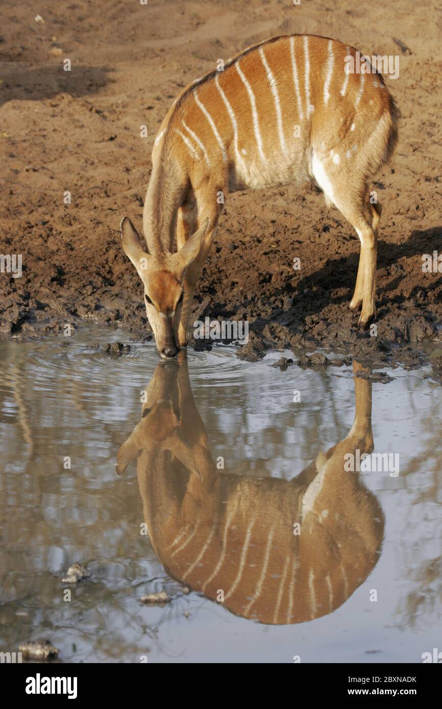 Female Nyala, Tragelaphus angasii, Mkuzi NP, south africa Stock Photo ...