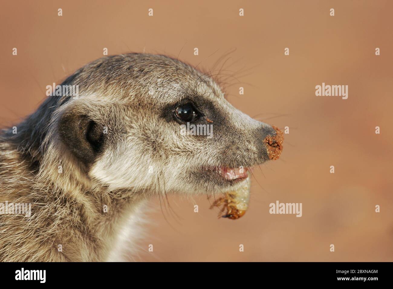 Suricate, South Africa Stock Photo - Alamy