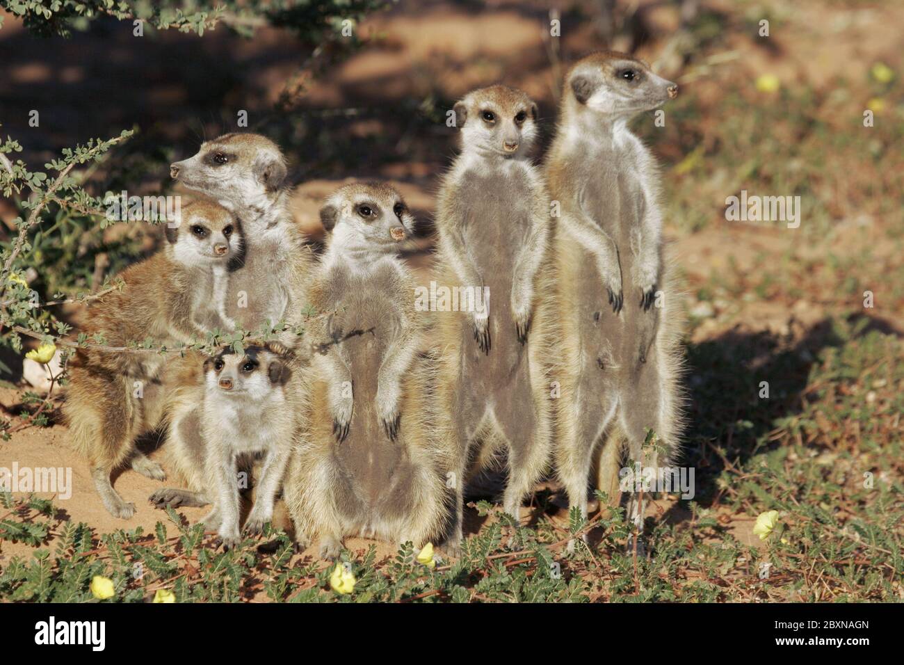 Suricate, South Africa Stock Photo - Alamy