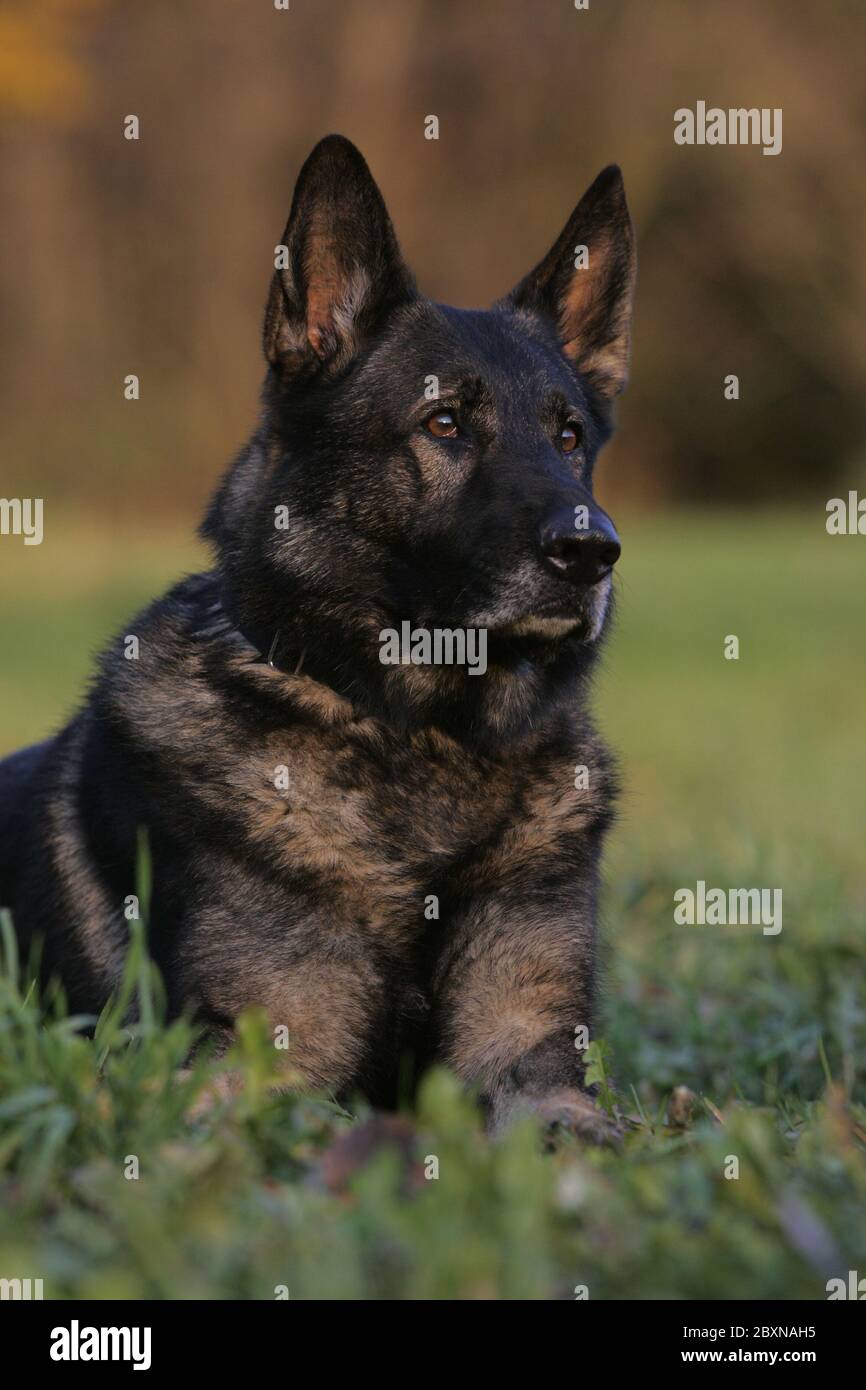 Berger allemand hi-res stock photography and images - Alamy
