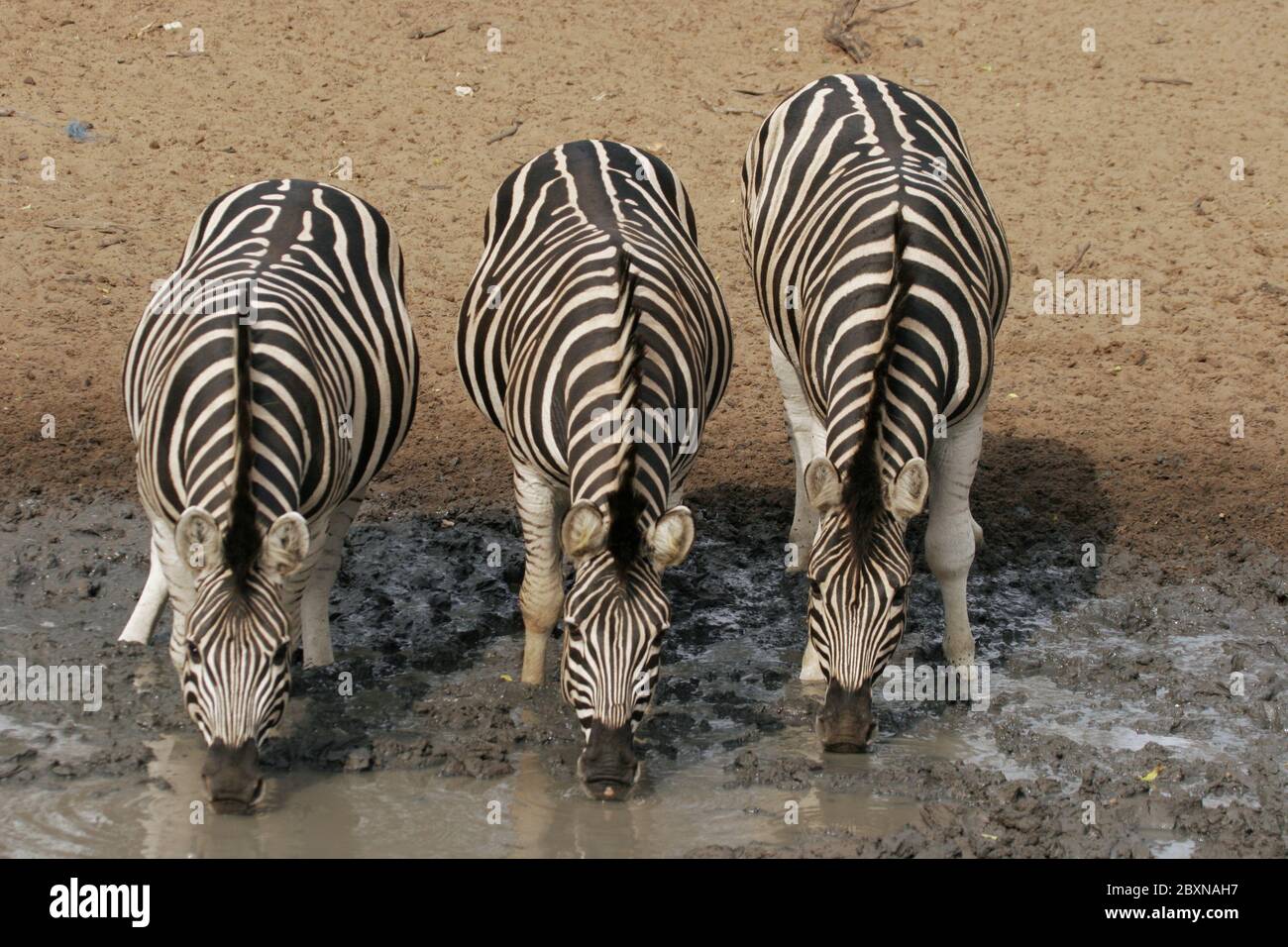 Common Zebra, Africa Stock Photo - Alamy