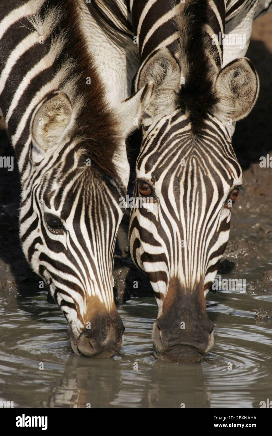 Common Zebra, Africa Stock Photo - Alamy
