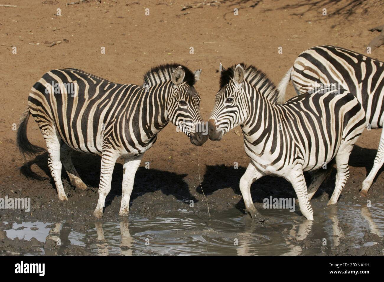 Common Zebra, Africa Stock Photo - Alamy