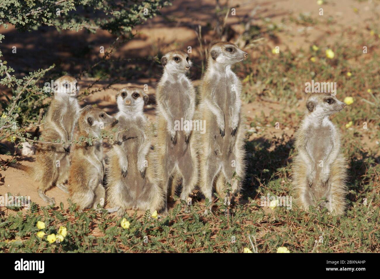 Suricate funny hi-res stock photography and images - Alamy