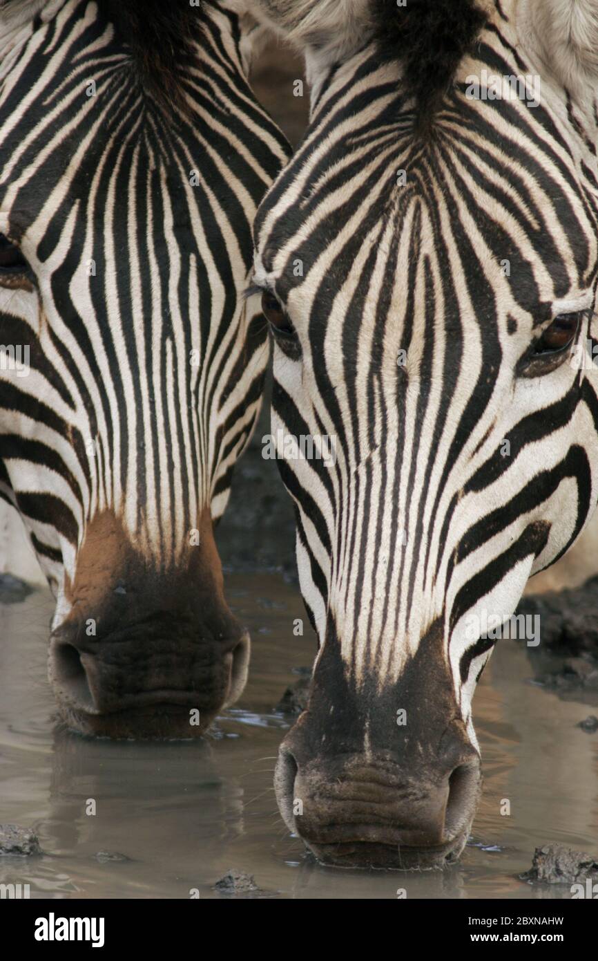 Common Zebra, Africa Stock Photo - Alamy