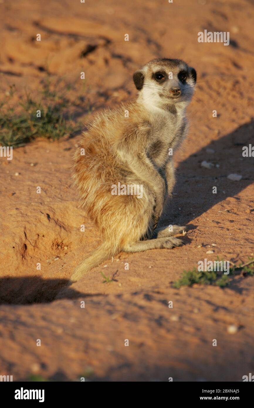 Suricate, South Africa Stock Photo - Alamy