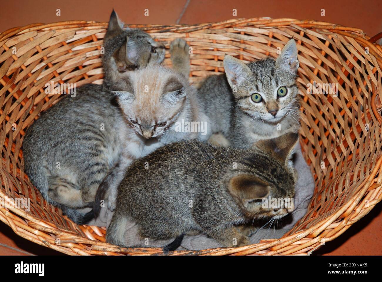 Four cat kittens basket hi-res stock photography and images - Alamy