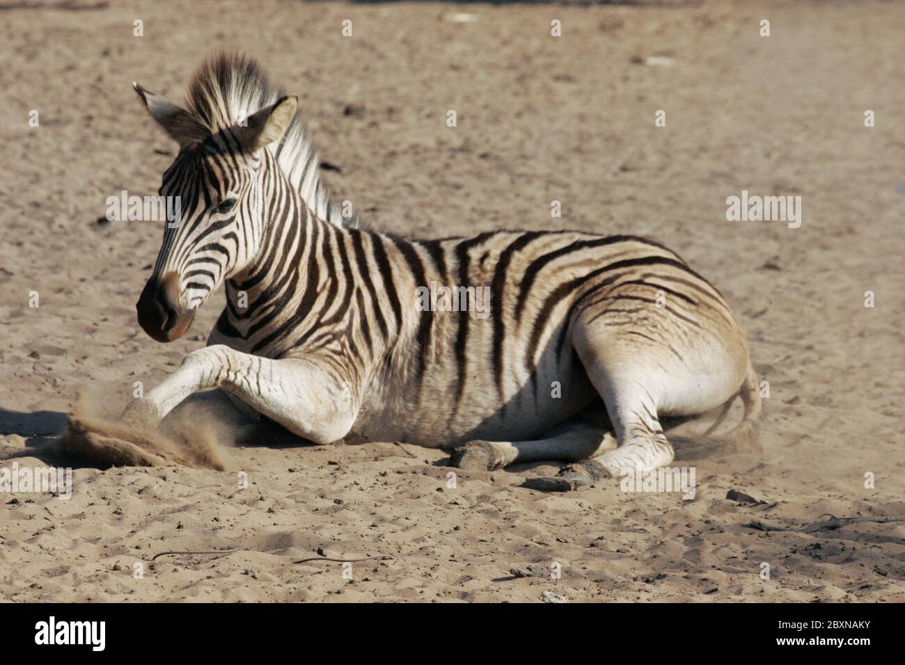 Common Zebra, Africa Stock Photo - Alamy
