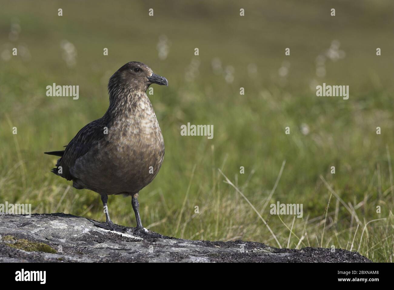 Common skuas hi-res stock photography and images - Alamy