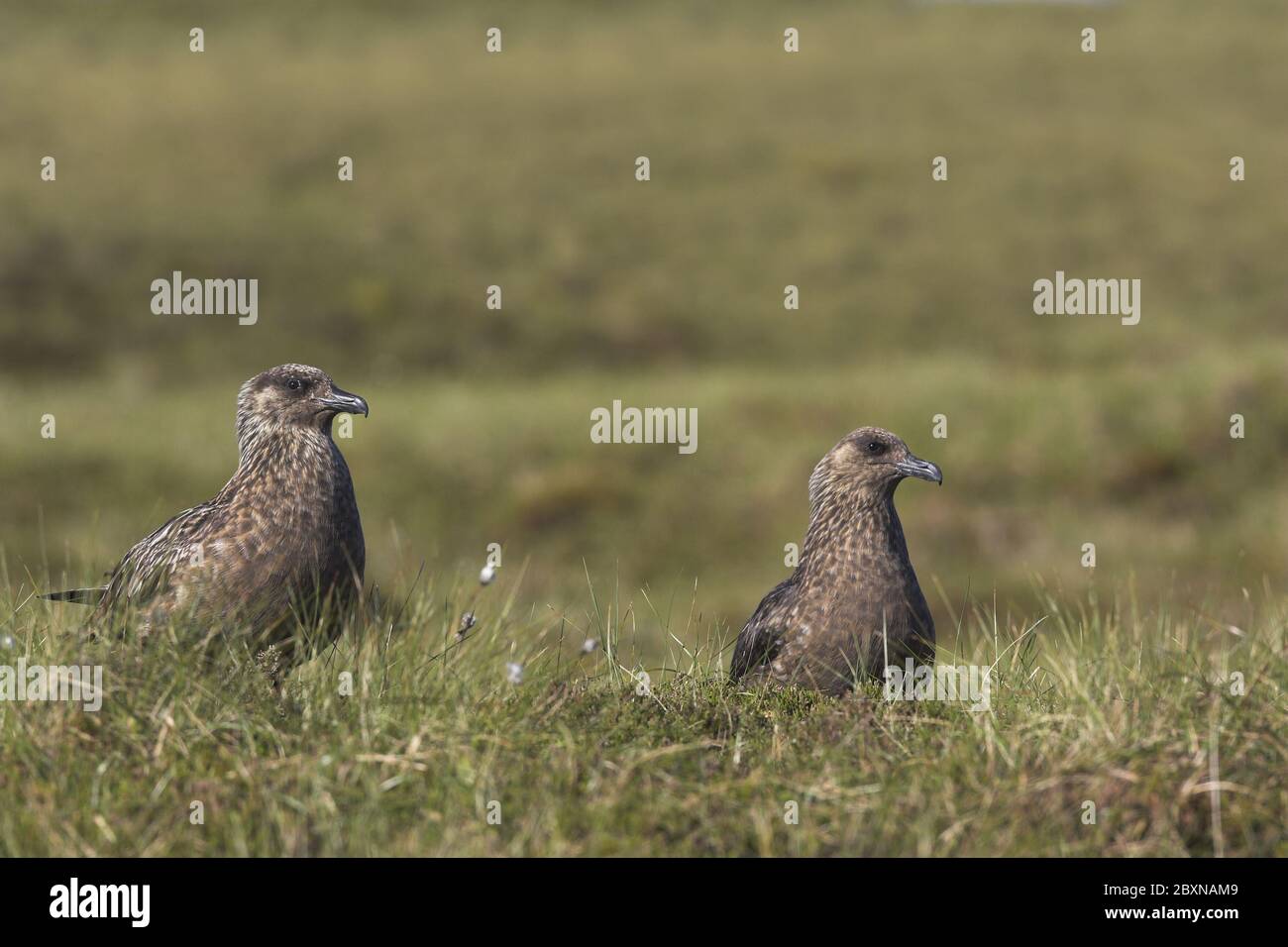 Stercorarius skua, stercorariidae, Skua Stock Photo - Alamy