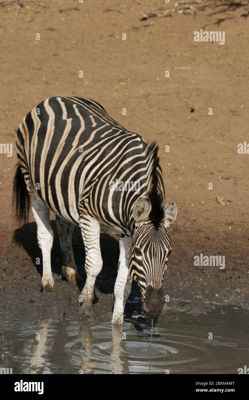 Common Zebra, Africa Stock Photo - Alamy