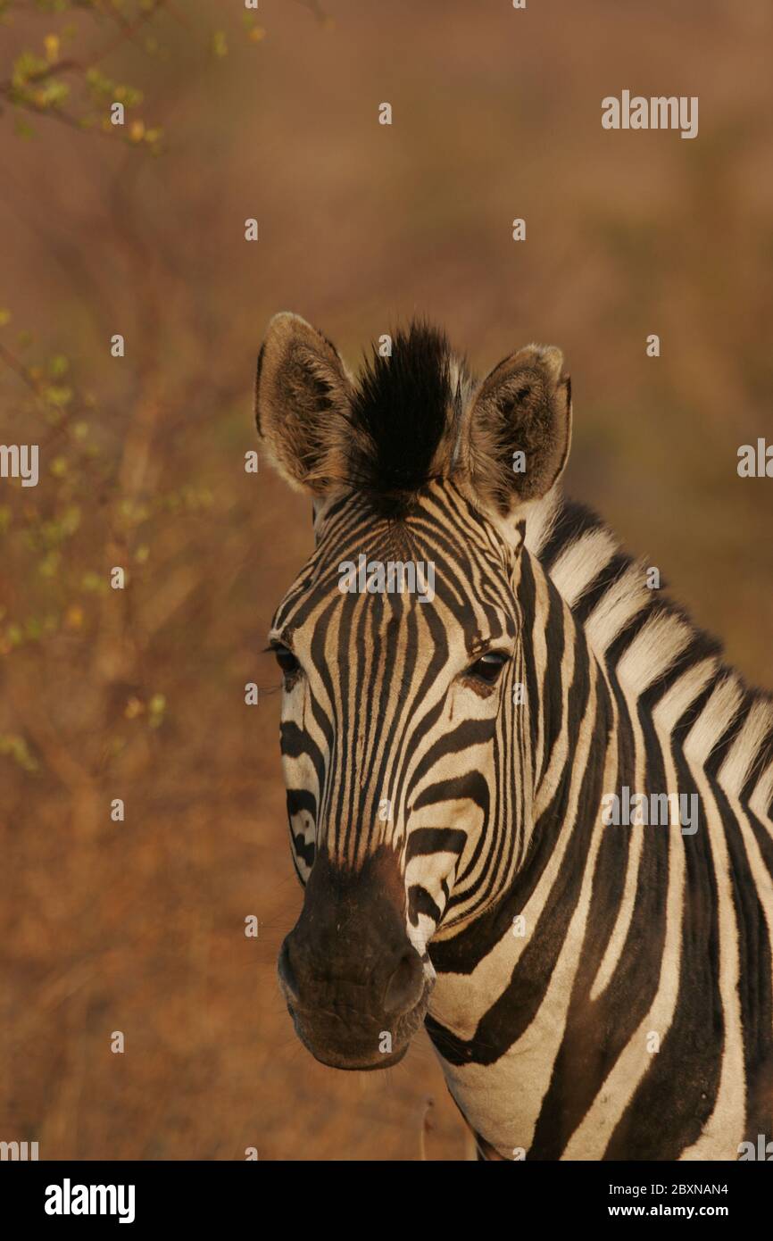 Common Zebra, Africa Stock Photo - Alamy