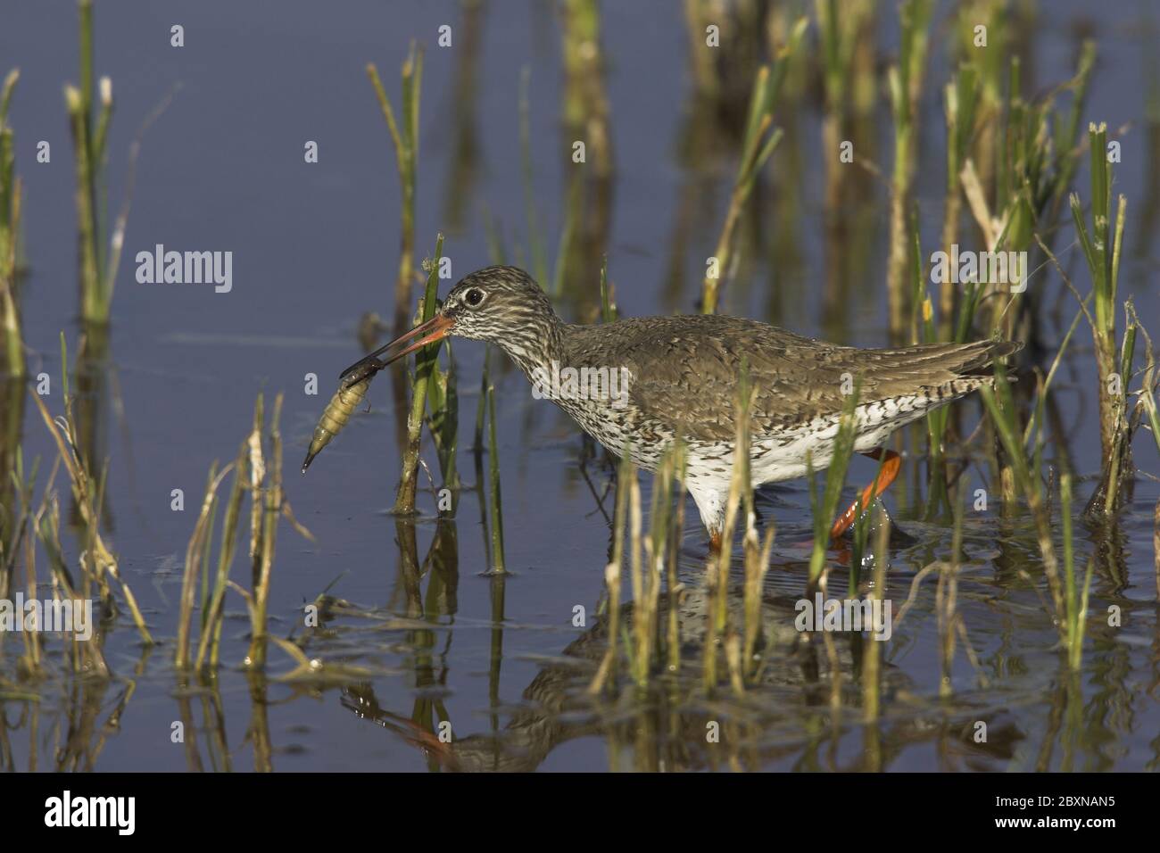 Totanus tringa hi-res stock photography and images - Alamy