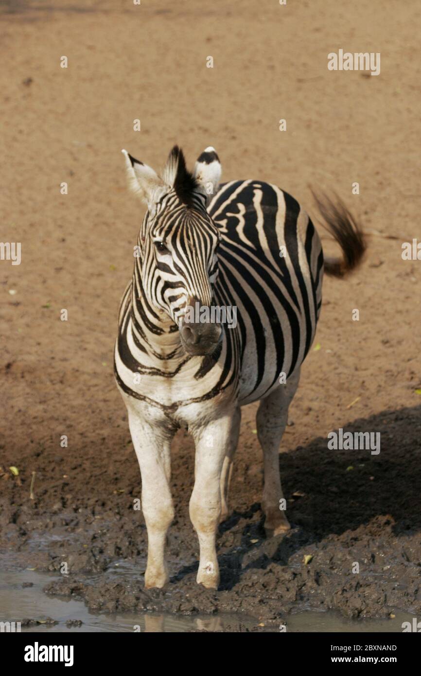 Common Zebra, Africa Stock Photo - Alamy