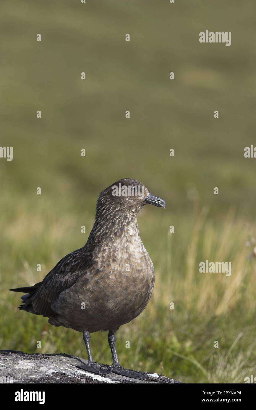 Southern great skua hi-res stock photography and images - Alamy