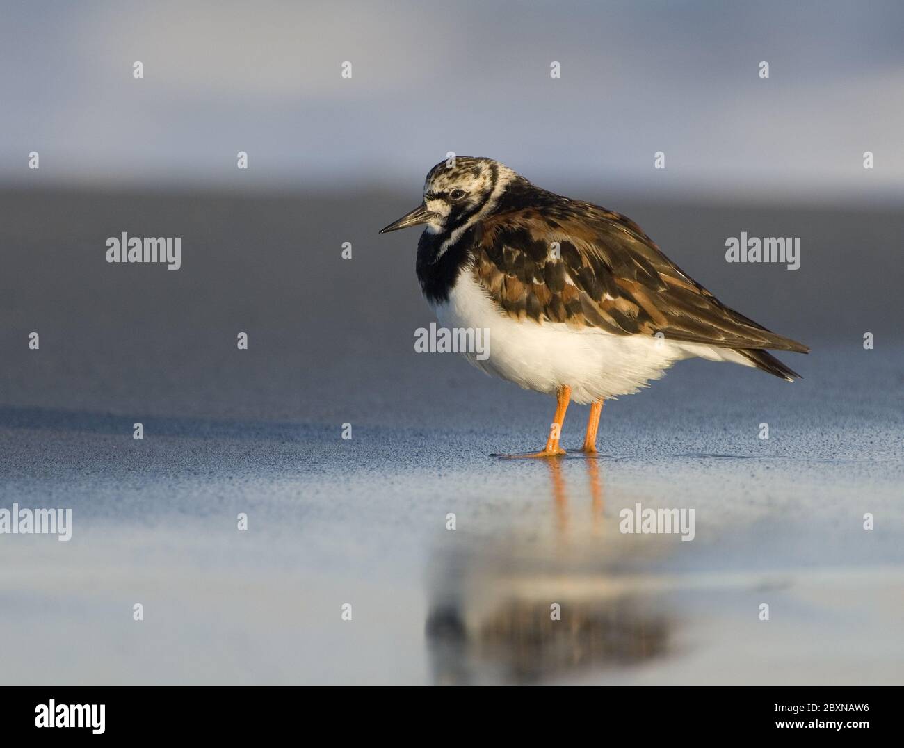 Black turnstone hi-res stock photography and images - Alamy