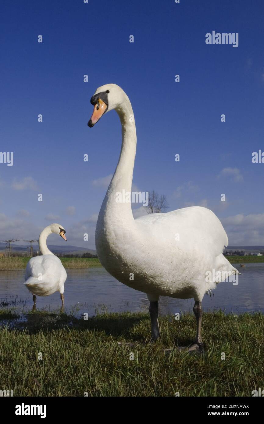 Europe swan hi-res stock photography and images - Alamy