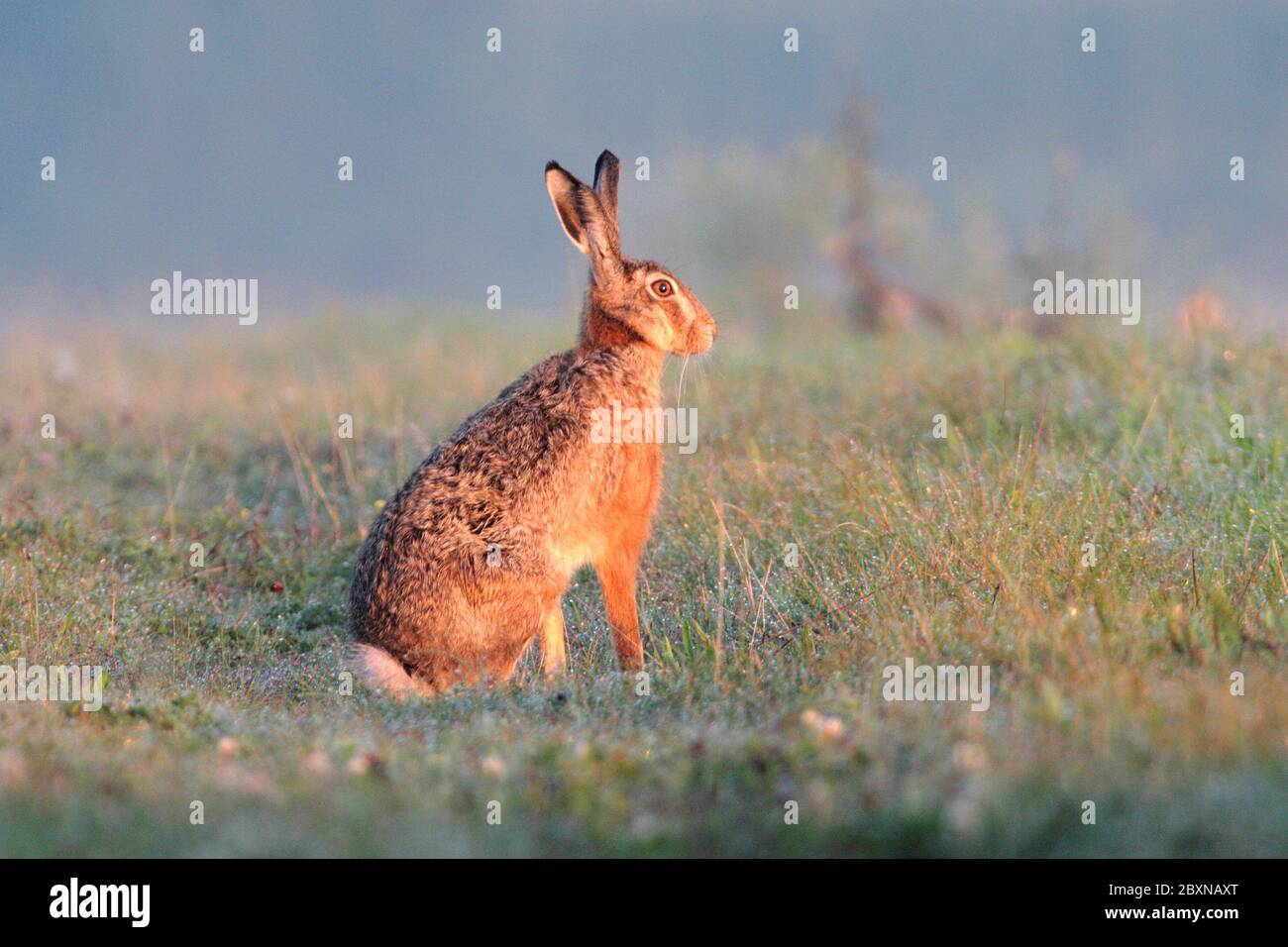 European Brown Hare, Lepus europaeus Stock Photo - Alamy