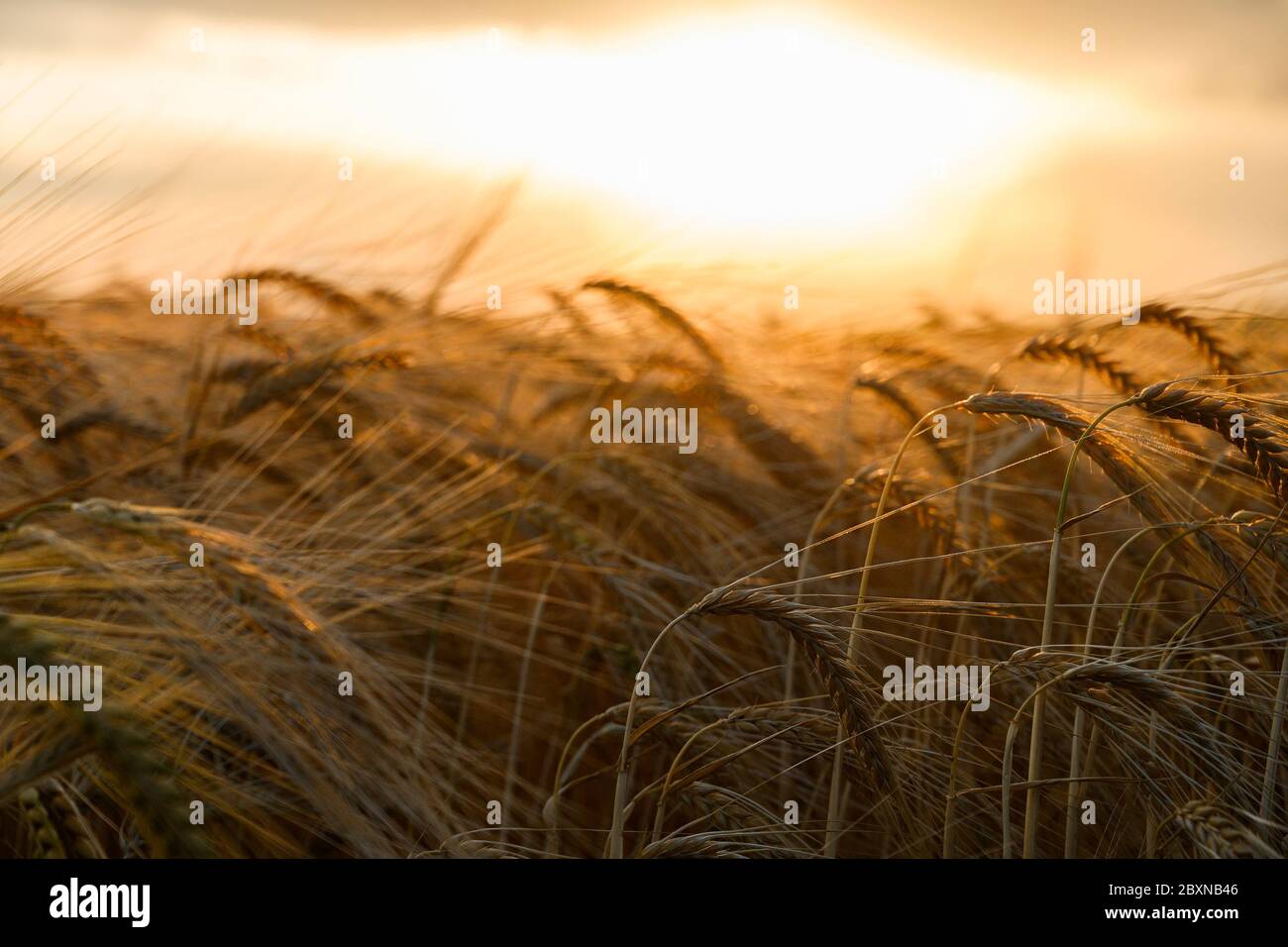Open wheat field at sunset.Wheat field Stock Photo - Alamy
