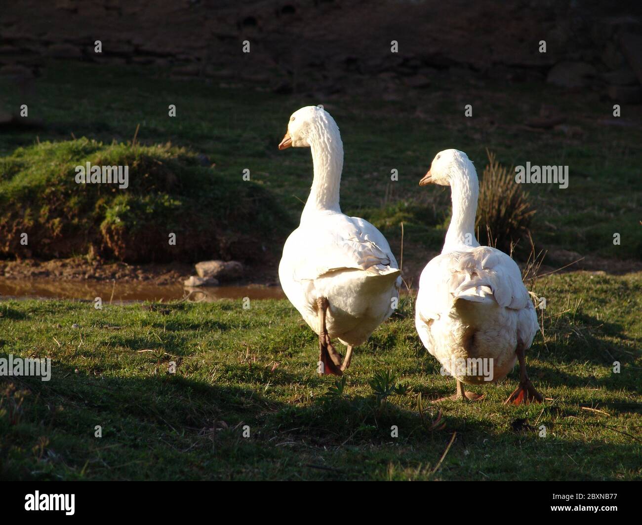 Pet goose house hi-res stock photography and images - Alamy