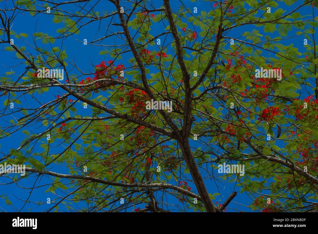 Flamboyan hi-res stock photography and images - Alamy