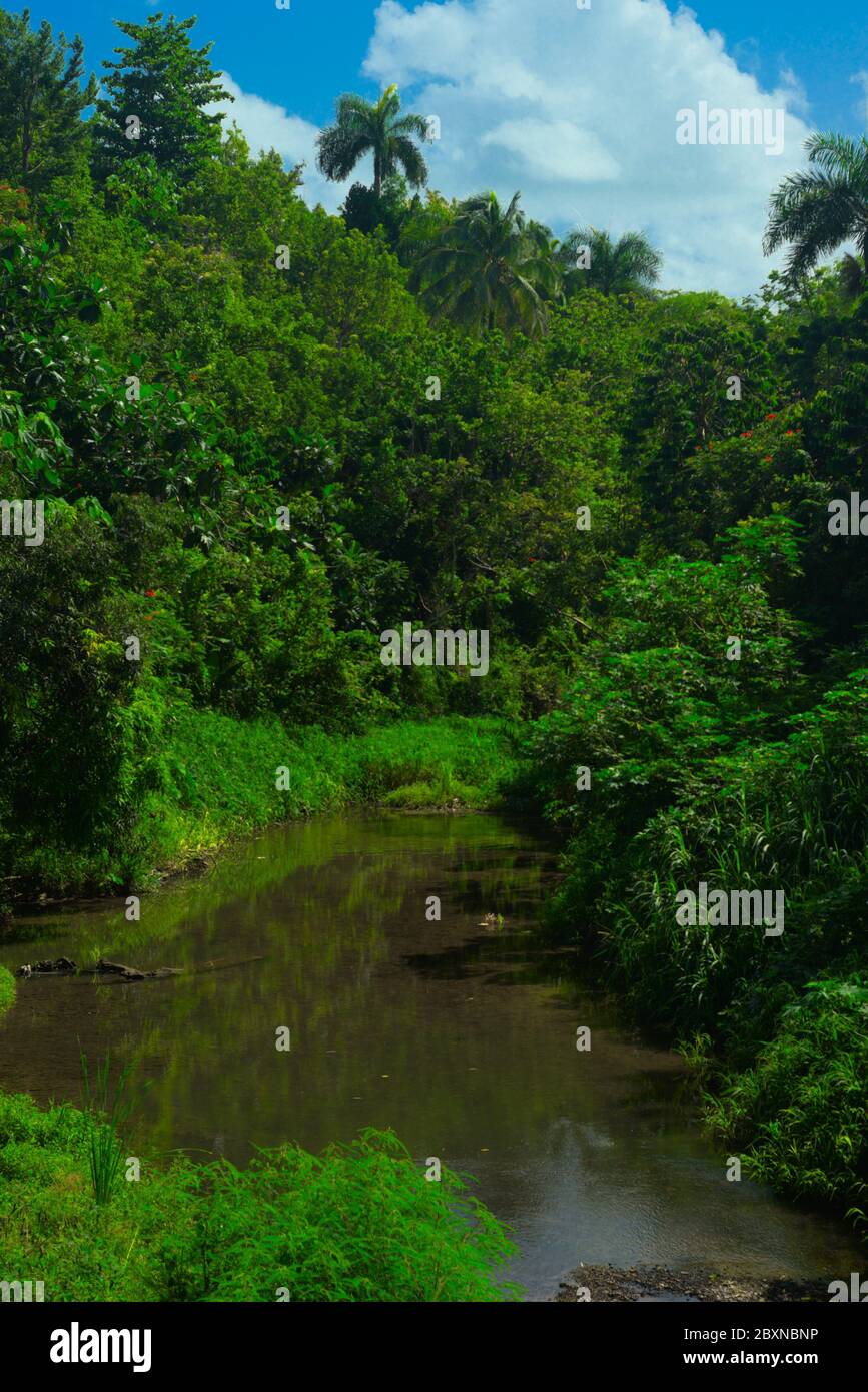 River, Morovis, PR Stock Photo - Alamy