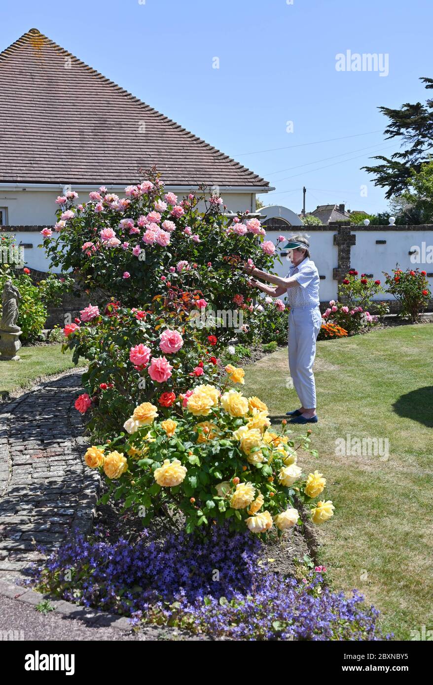 Woman tending roses hi-res stock photography and images - Alamy