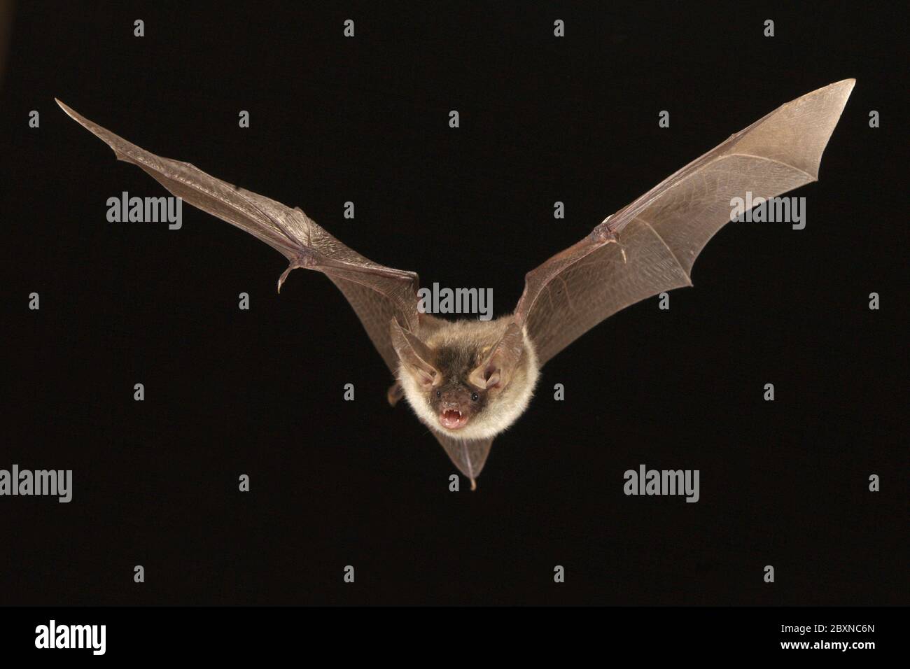 Bechsteins Bat Myotis Bechsteinii High Resolution Stock Photography and ...