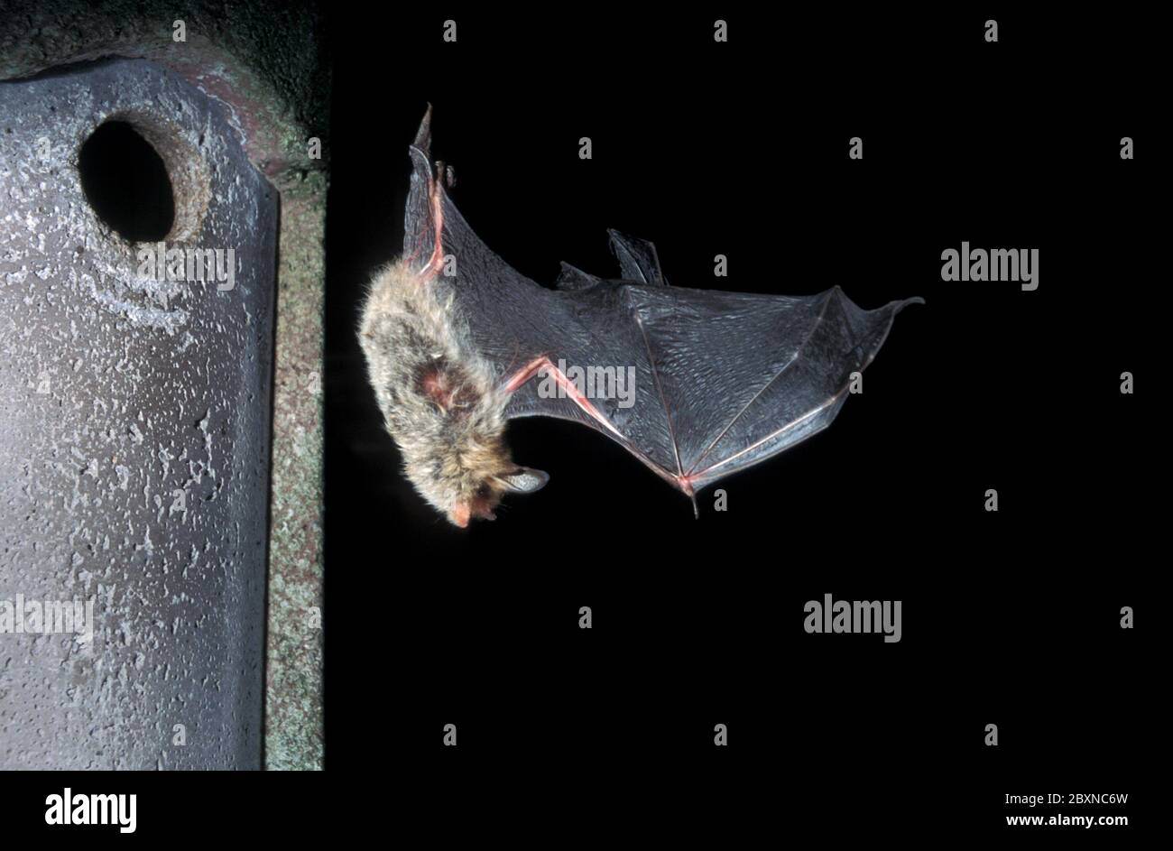 Myotis natteri, Natterers bat Stock Photo - Alamy