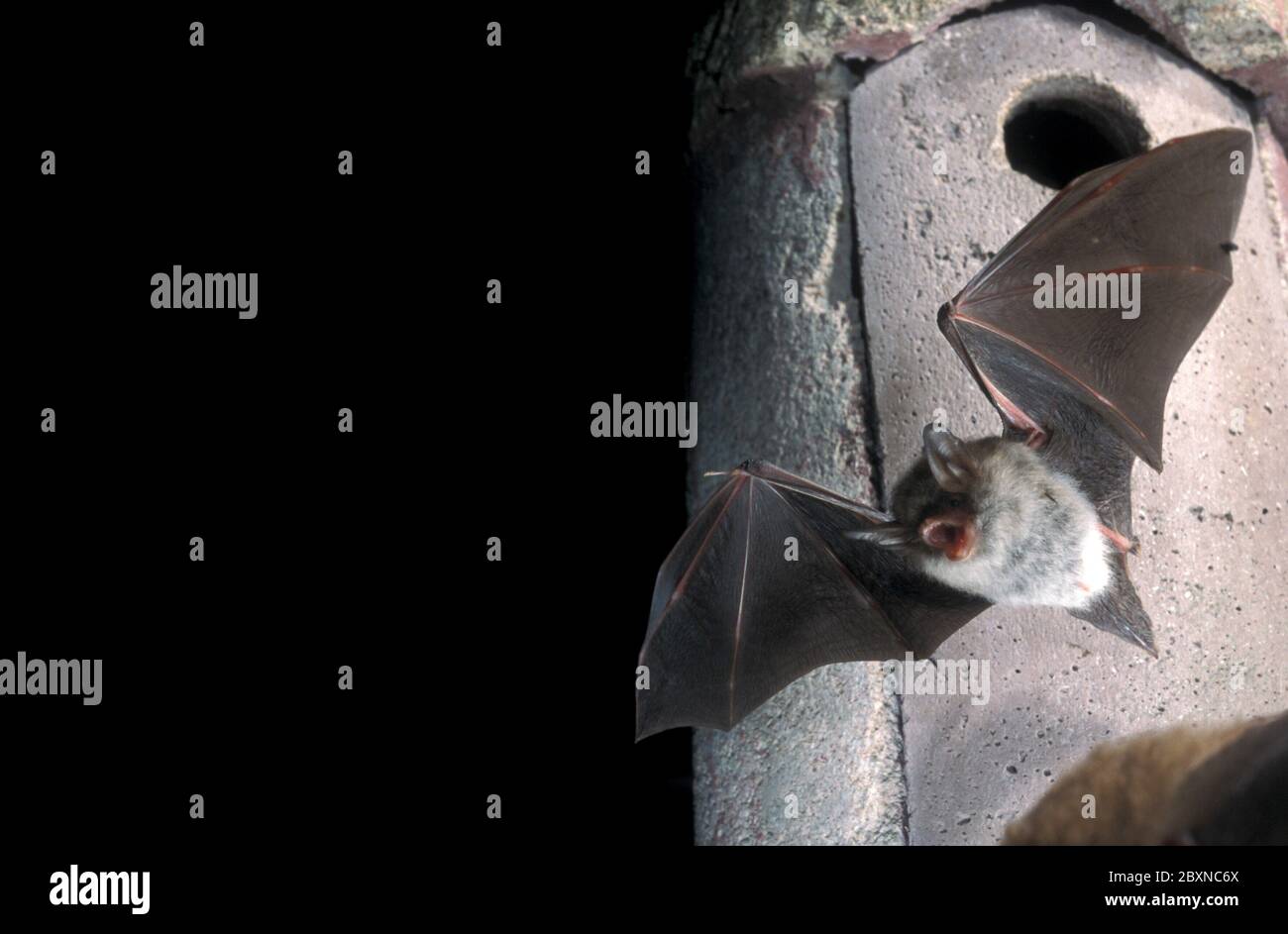 Myotis natteri, Natterers bat Stock Photo - Alamy
