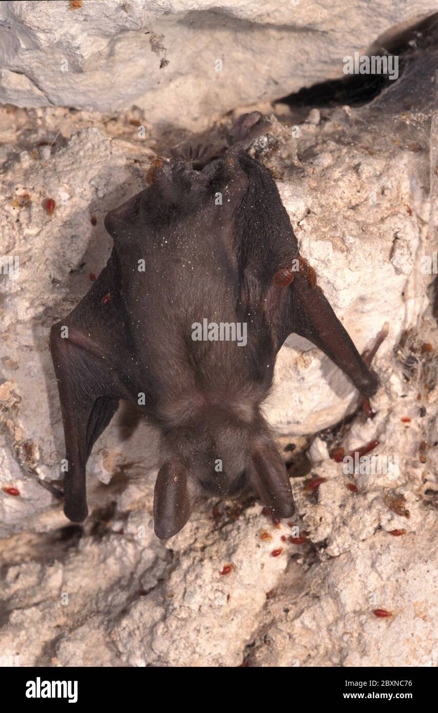 Myotis bat hi-res stock photography and images - Alamy