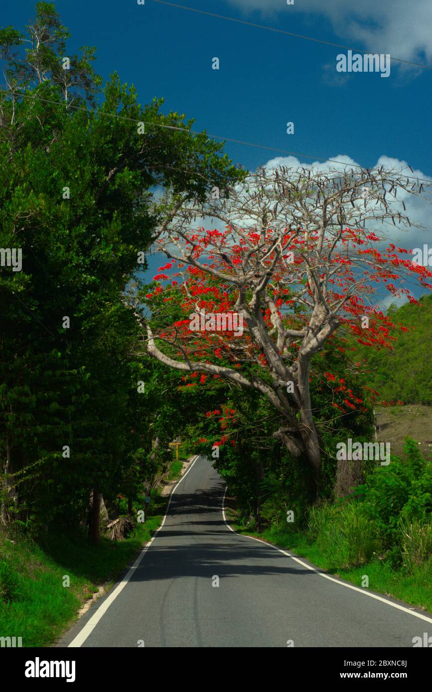 Rural Road , Beautiful Puerto Rico Stock Photo - Alamy