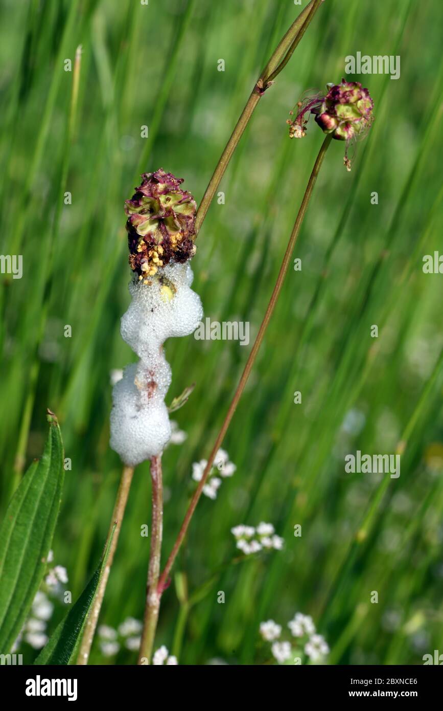 Snake spit hi-res stock photography and images - Alamy