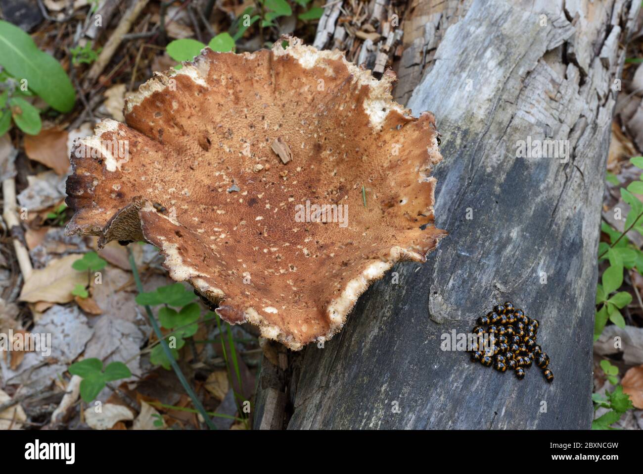 Ladybirds hi-res stock photography and images - Alamy
