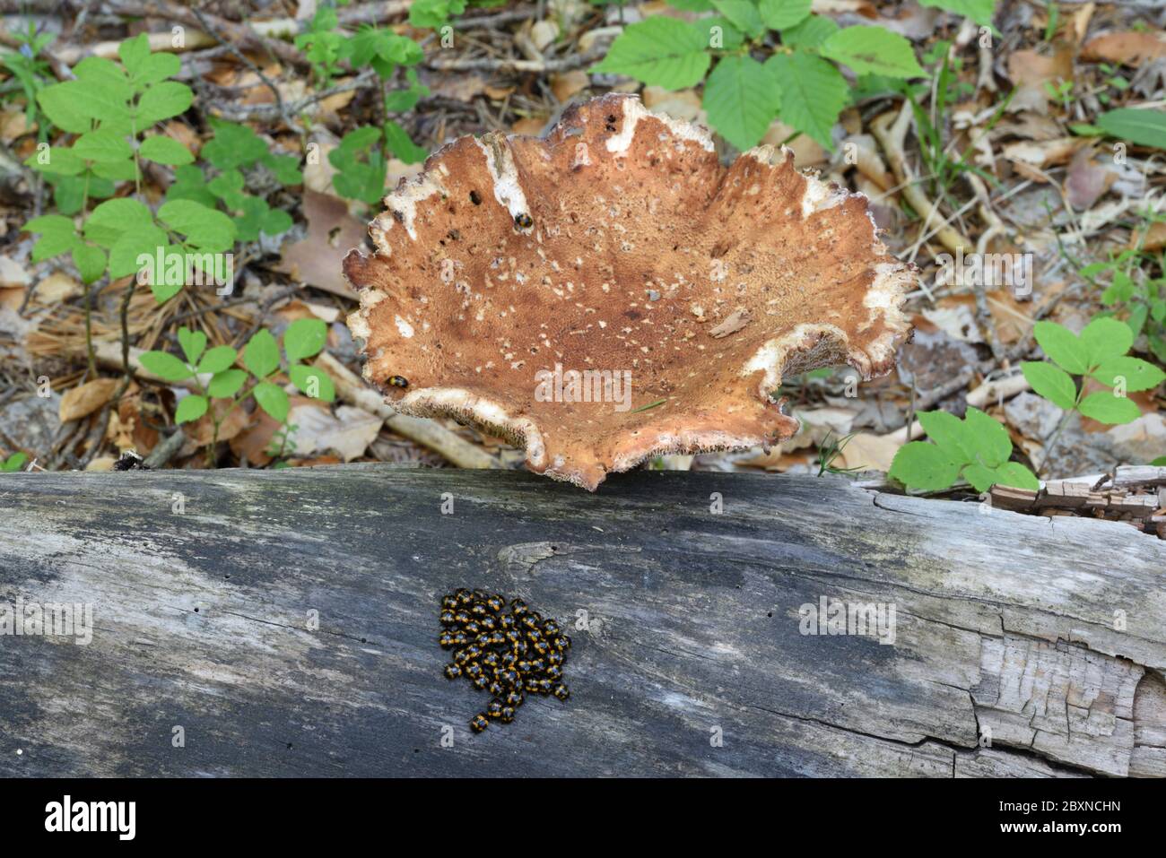 Aggregation or Group of Harlequin Ladybirds, Harmonia axyridis, aka ...
