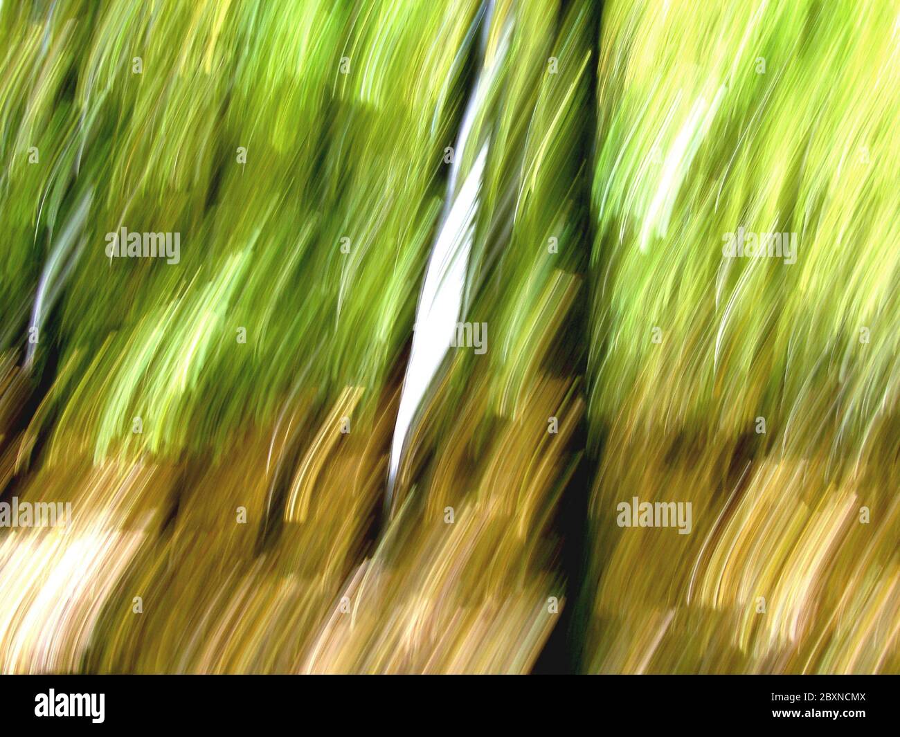 Elfin wood hi-res stock photography and images - Alamy