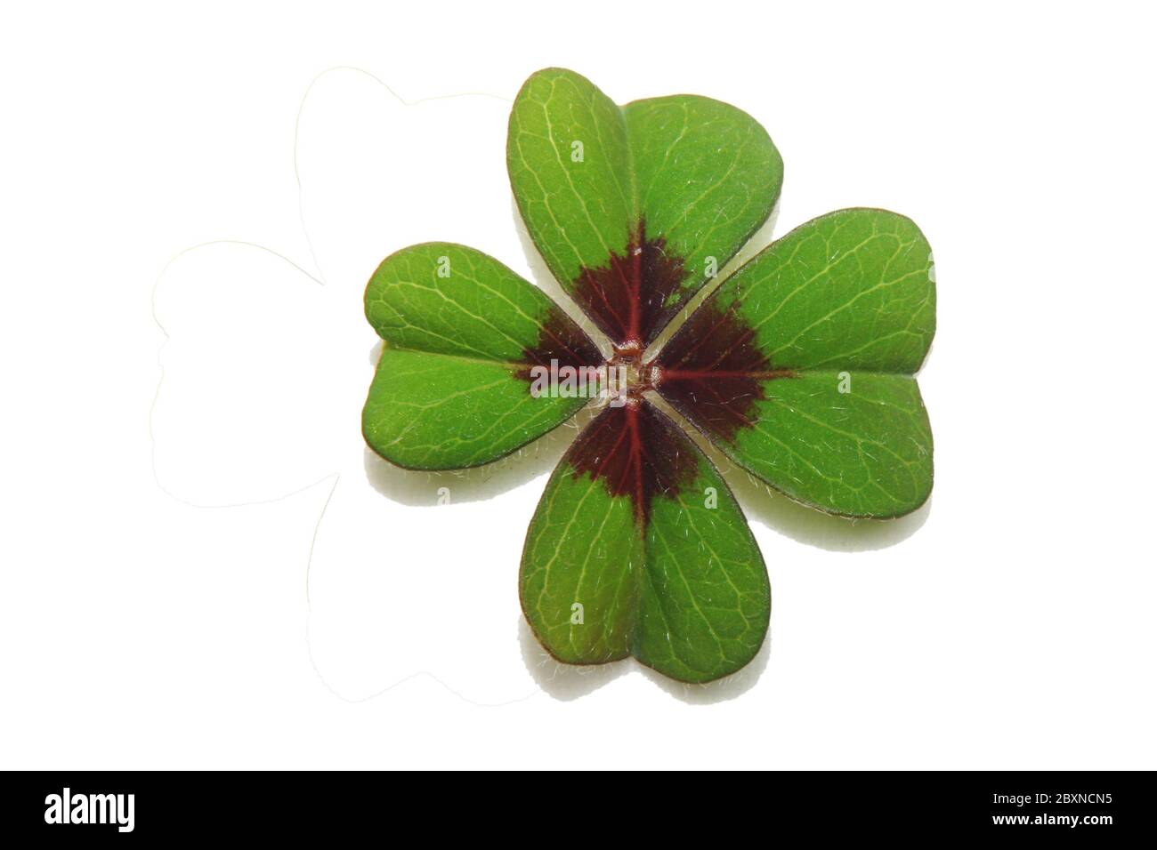 Four-leafed clover clover Stock Photo - Alamy
