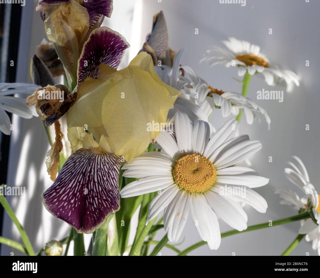 Pictured is a full-up daisy flower Stock Photo - Alamy