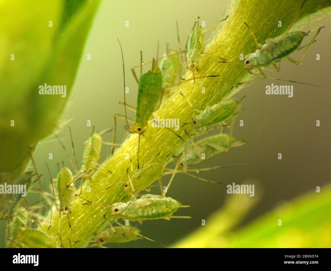 Aphids hi-res stock photography and images - Alamy