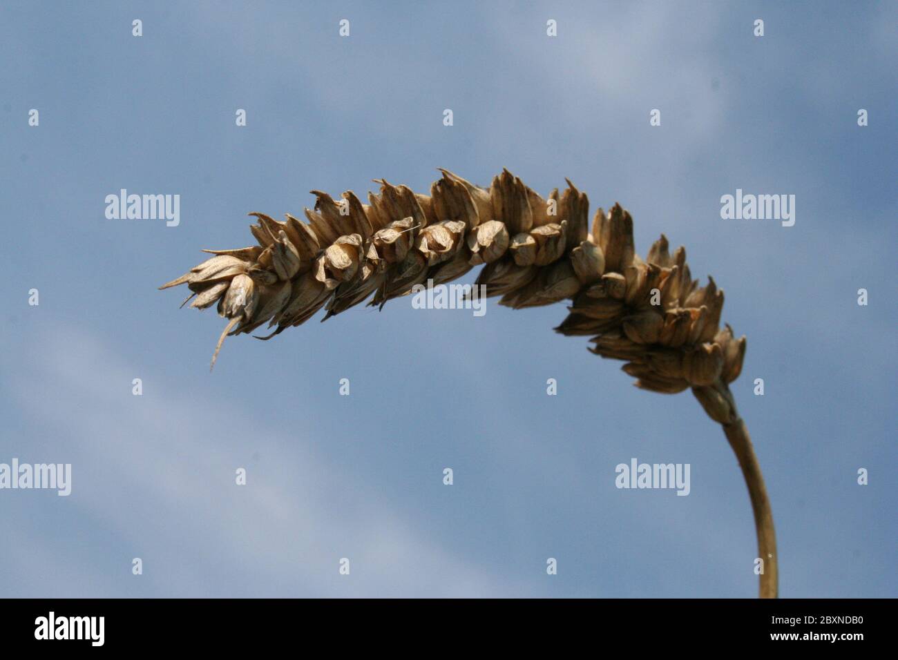 Ear of oats hi-res stock photography and images - Alamy