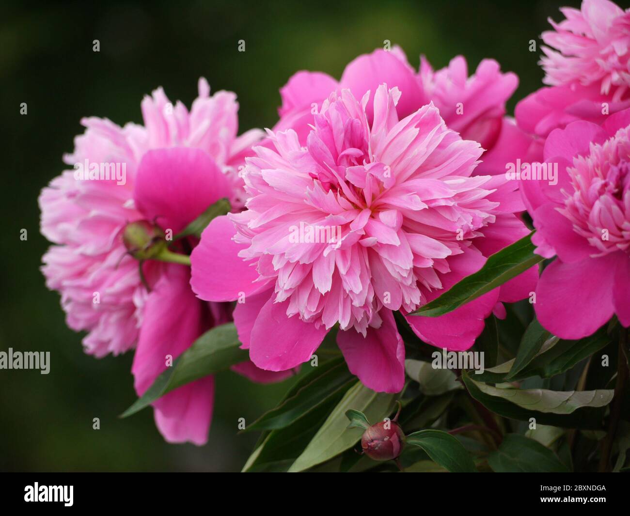 Pink peonies hi-res stock photography and images - Alamy