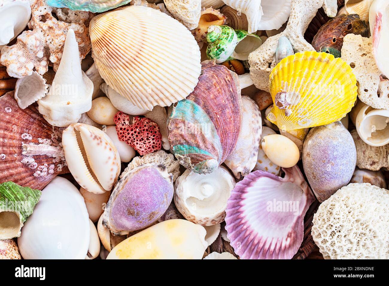 Seashell assortment abstract background hi-res stock photography and ...