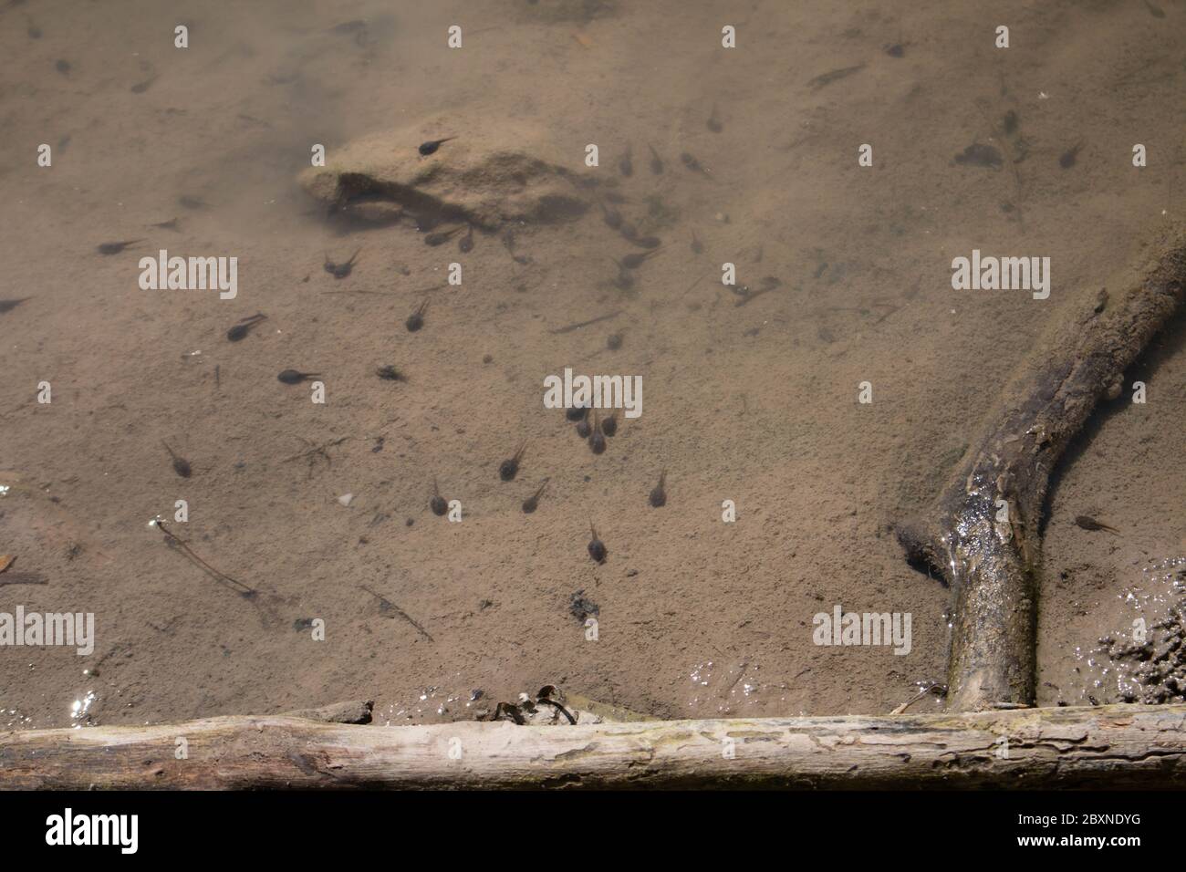 Tadpoles pattern hi-res stock photography and images - Alamy