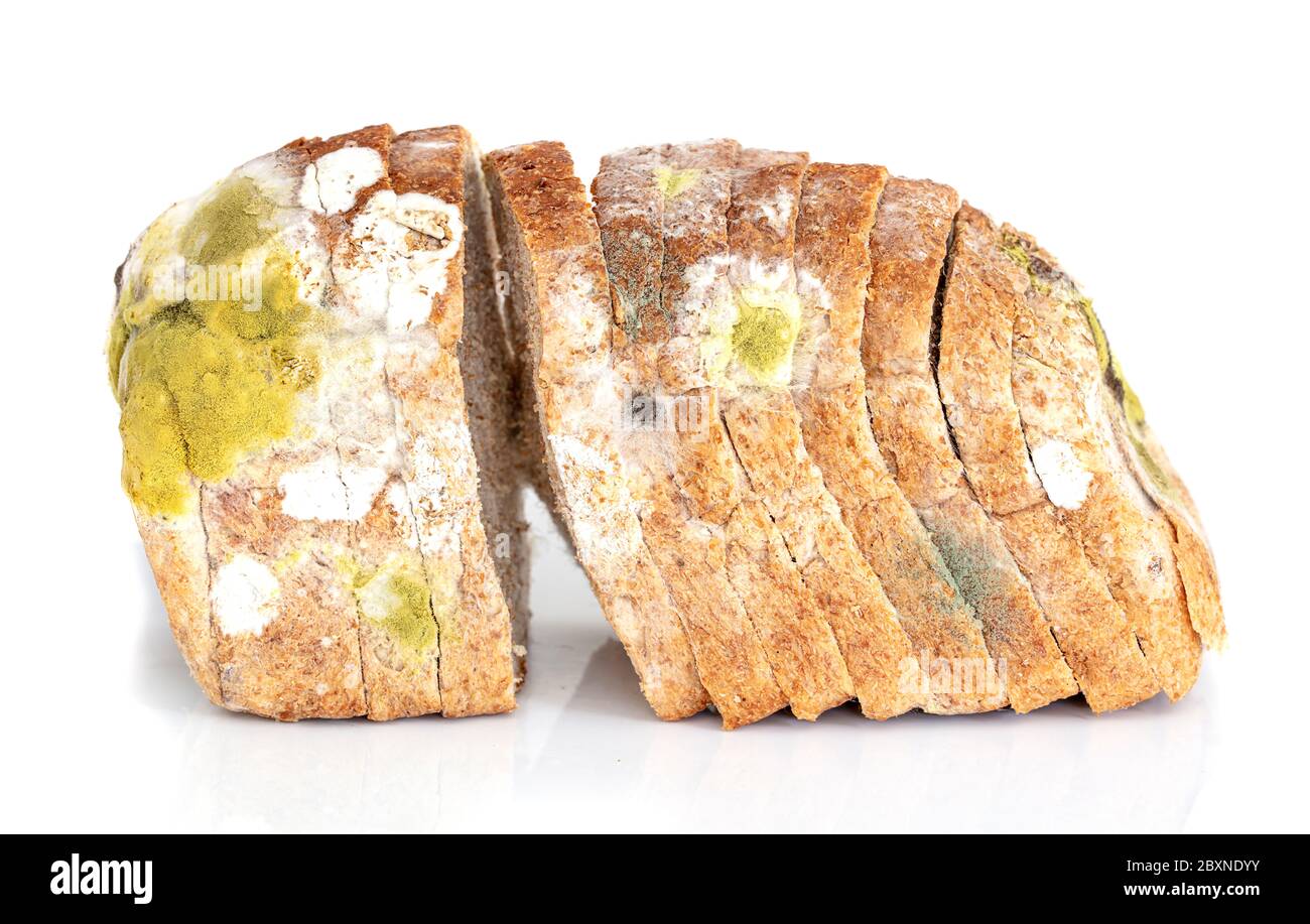 A delicate pink torch ginger flower isolated on a white background ...